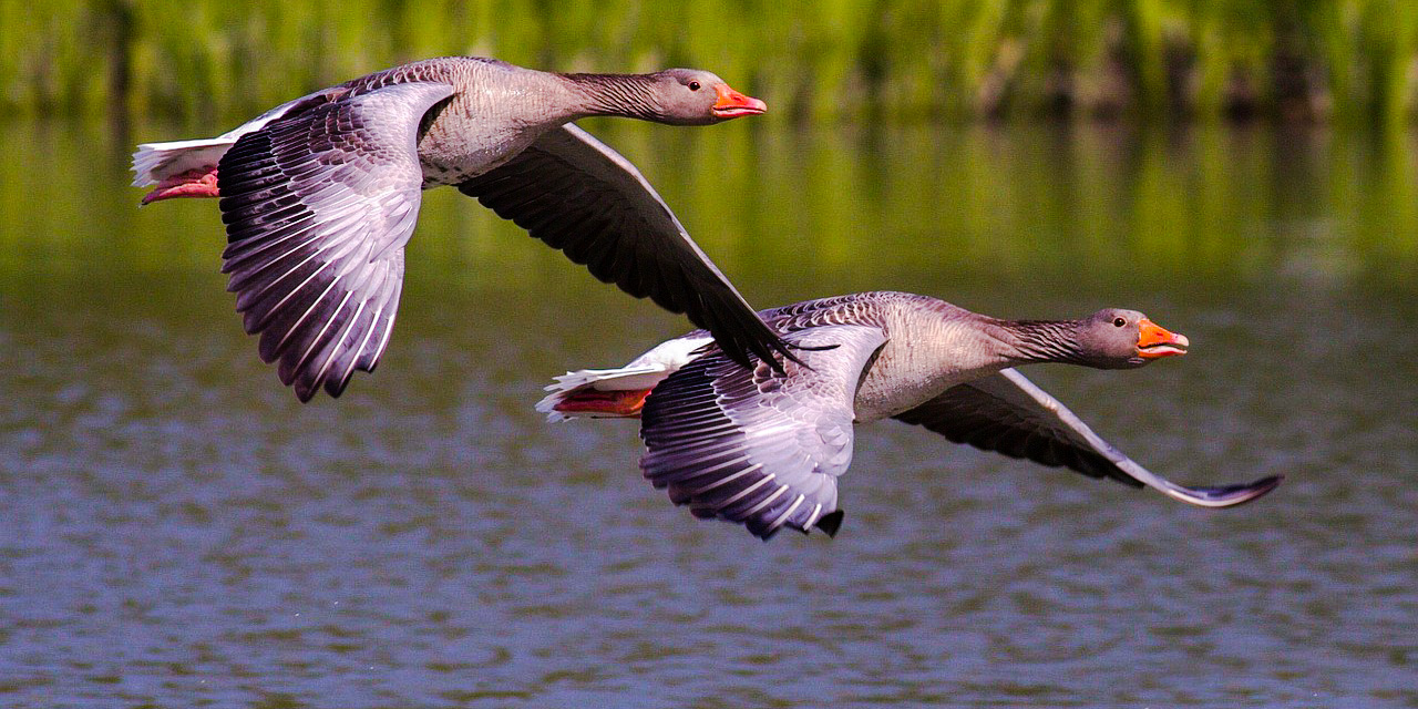 Migratory Bird Treaty Act Does Not Prohibit Incidental Take - Again ...