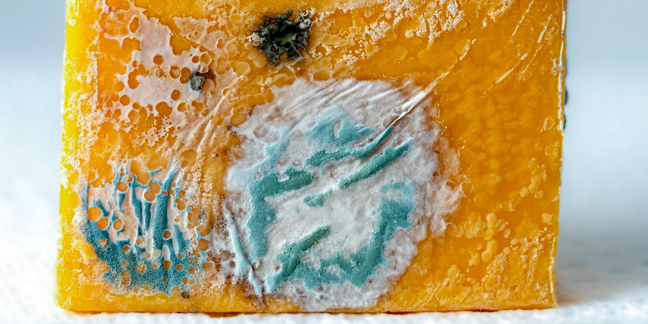 Maryland is About to Regulate Mold: But is the Cart Before the Horse ...