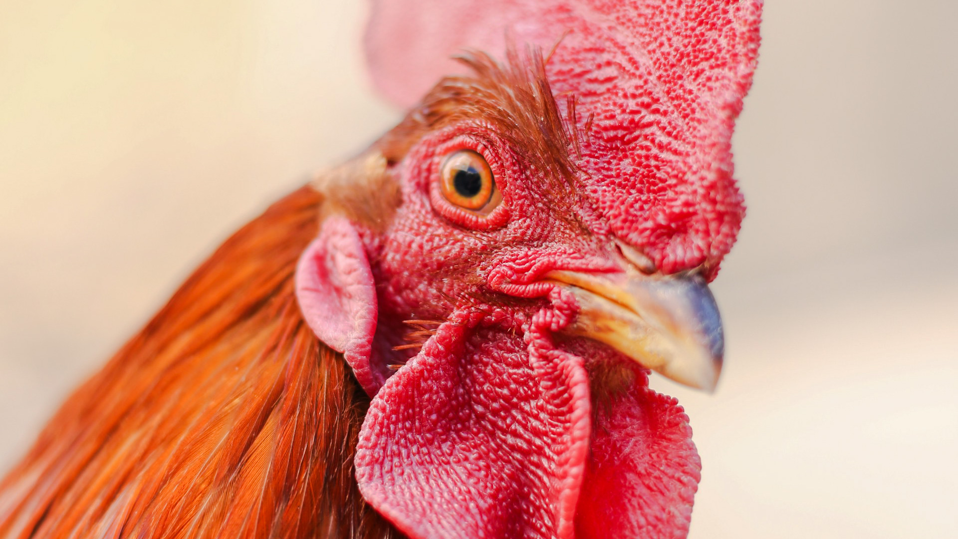 When Less Regulation Means Better Outcomes: EPA’s Poultry Effluent Rule ...