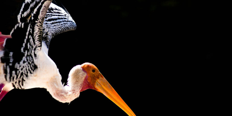 Déjà Vu Again: Federal Agencies Move to Restore Clarity in Endangered ...